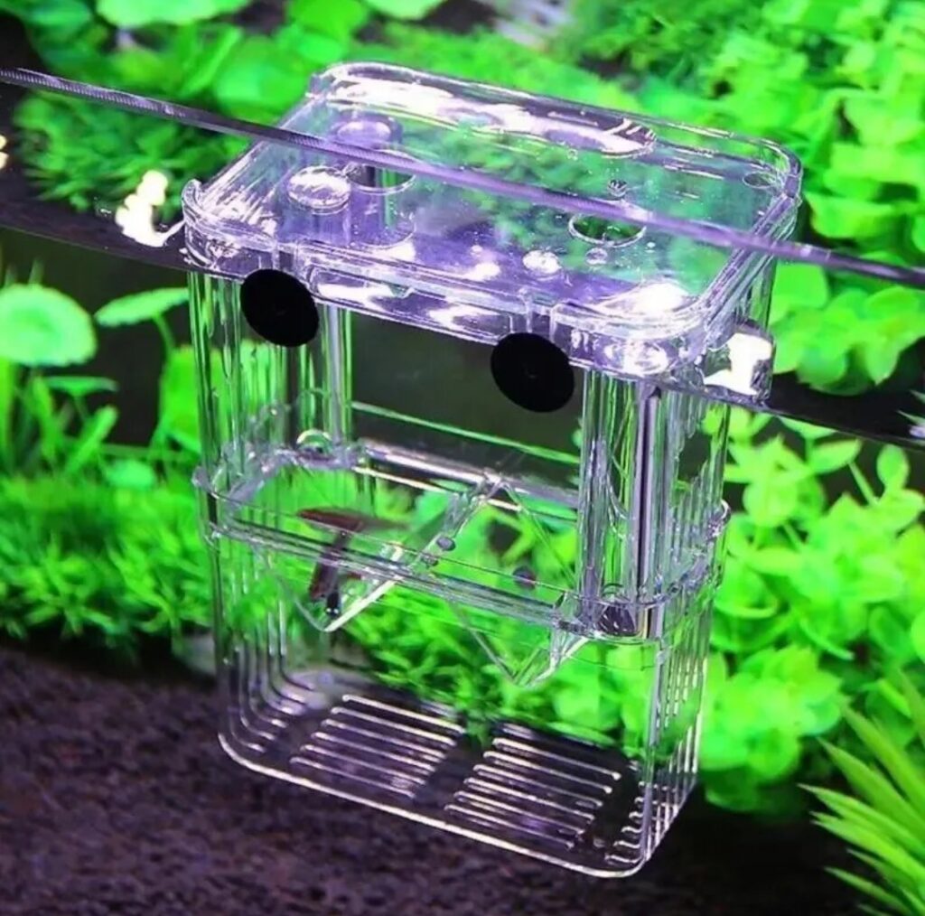 Breeder Box - AquariaMart